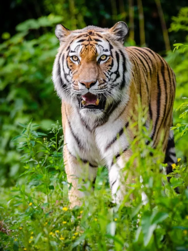 Things to Do in Jim Corbett National Park - Corbettigerreserve